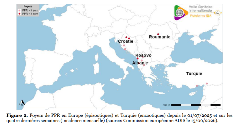 Peste des petits ruminants, trois foyers en Croatie - GDS Centre - Val ...